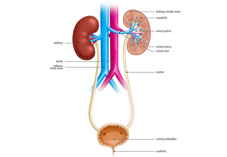 Artificial Urinary Sphincter - Urologist | Dr. Akhil K. Das | BPH ... Artificial Urinary Sphincter - Urologist | Dr. Akhil K. Das | BPH ...